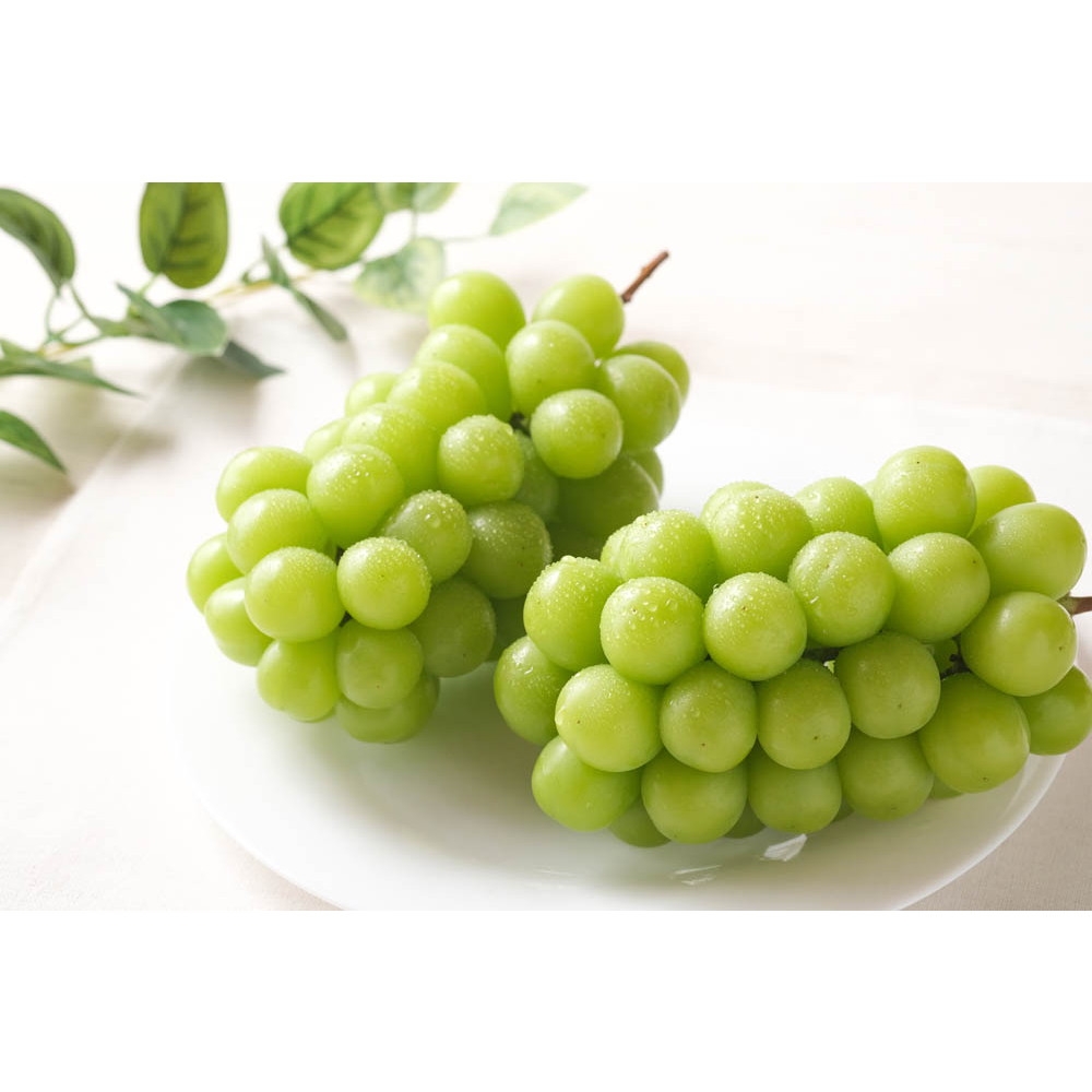 長野県産 シャインマスカット[1.8kg] | Giftpad egift